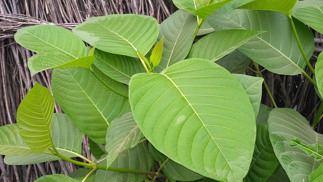 Hijau Segar Gambar Daun - Foto gratis di Pixabay - Pixabay