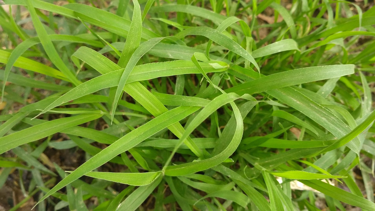 Imágenes Verdes Verde Natural - Foto gratis en Pixabay - Pixabay