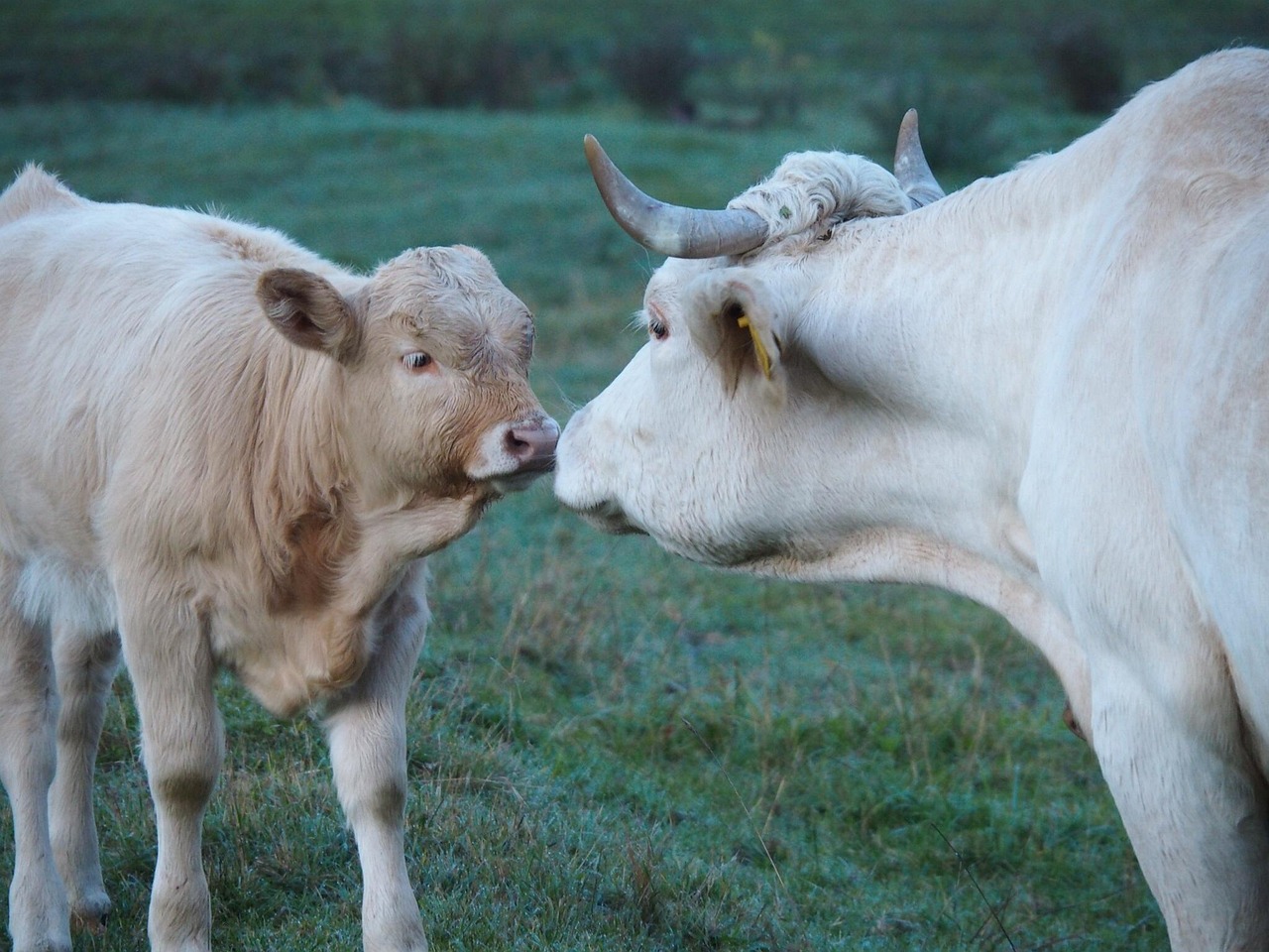 Cow Kiss Calf - Free photo on Pixabay - Pixabay