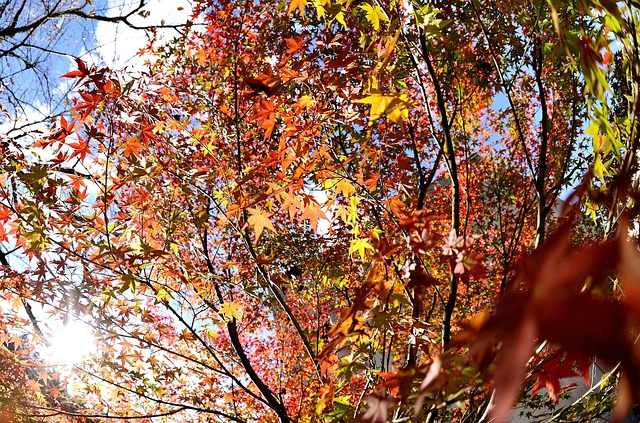 Feuilles Automnales Érable - Photo gratuite sur Pixabay - Pixabay