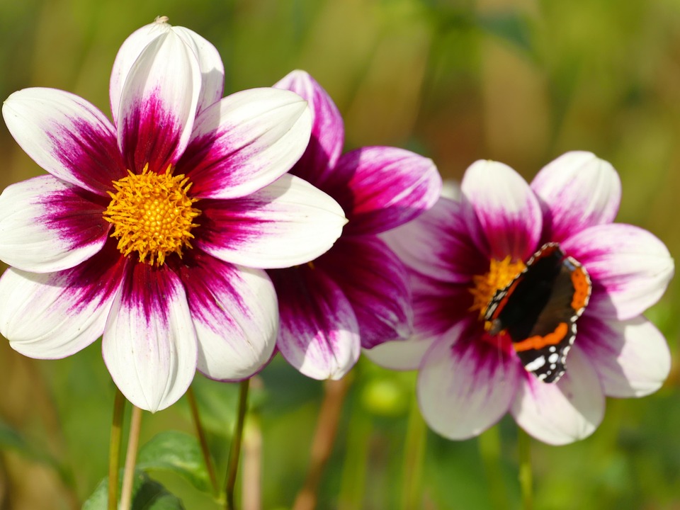 Bloem Als Lien Wit - Gratis foto op Pixabay