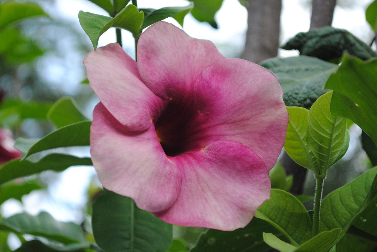 Flor Morada Regional Flores - Foto gratis en Pixabay - Pixabay