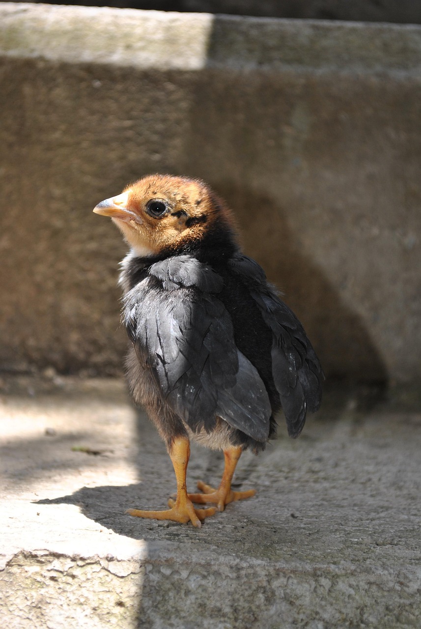 10+ Free Mountain Chicken & Nature Images - Pixabay