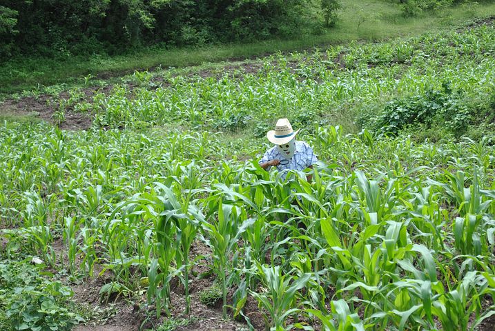 Más de 6 imágenes gratis de Milpa y Tamal - Pixabay