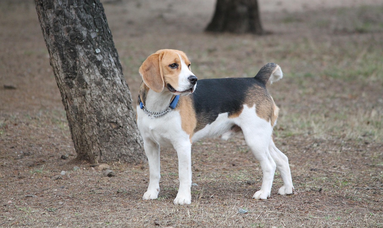 Dog Beagle Medium - Free photo on Pixabay