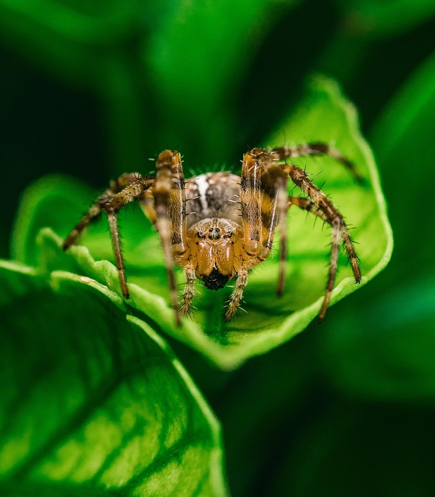 Spider Leaves Wildlife - Free photo on Pixabay - Pixabay