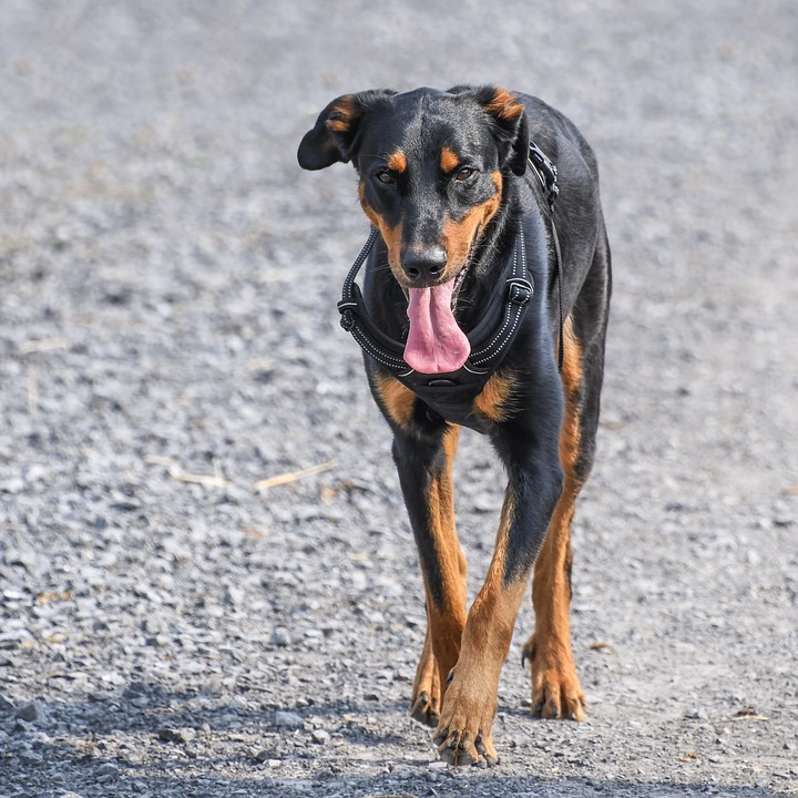 Perro Beauceron A Pie Animal - Foto gratis en Pixabay