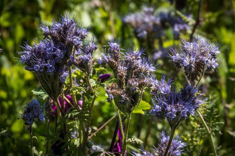 Blumen Natur Garten - Kostenloses Foto auf Pixabay