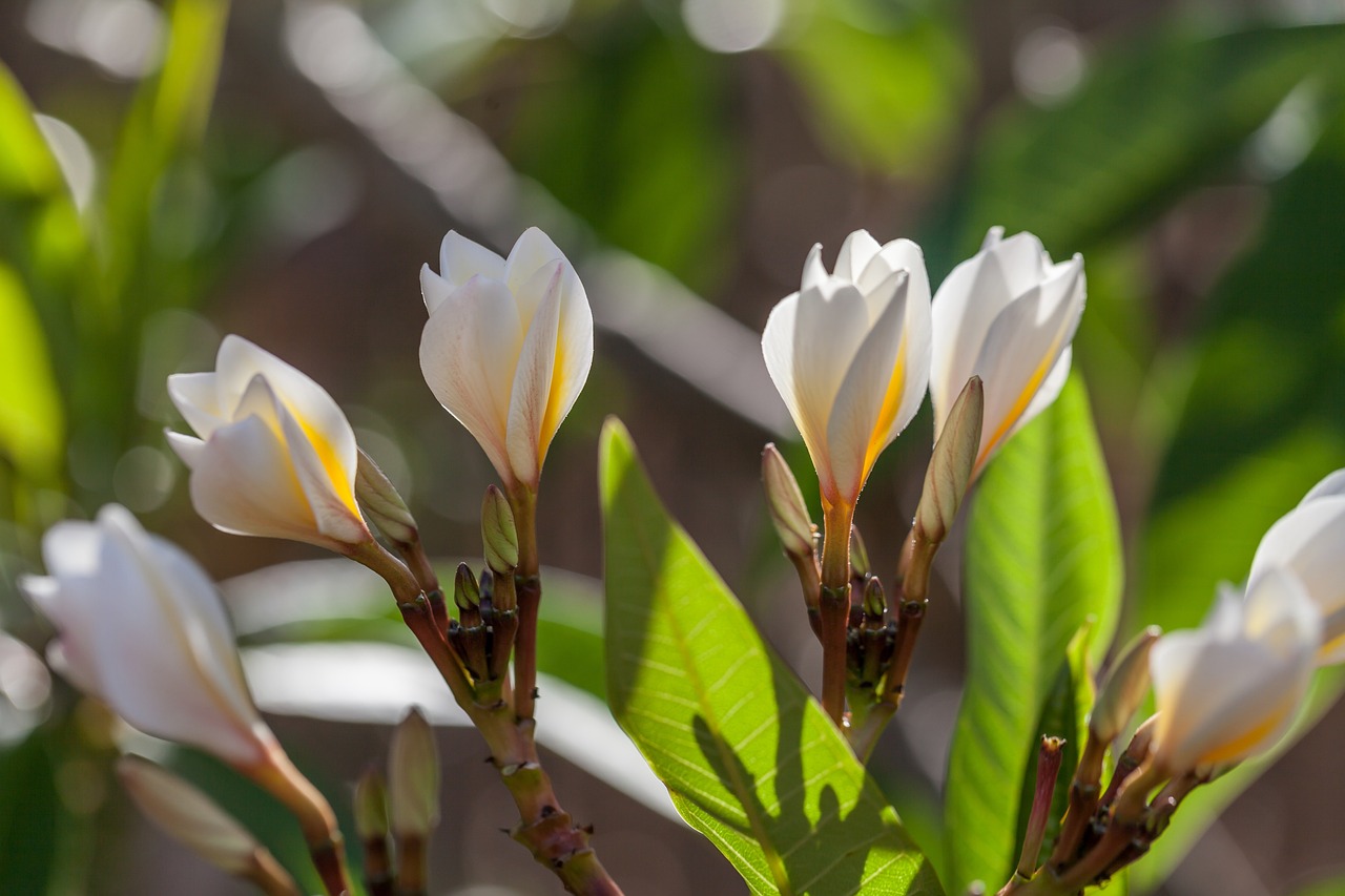 Frangipanni Flores La Luz A Través - Foto gratis en Pixabay - Pixabay