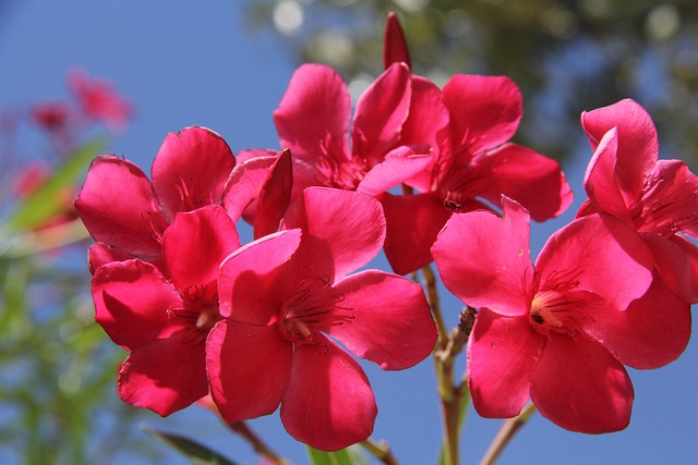 Blumen Natur - Kostenloses Foto auf Pixabay - Pixabay