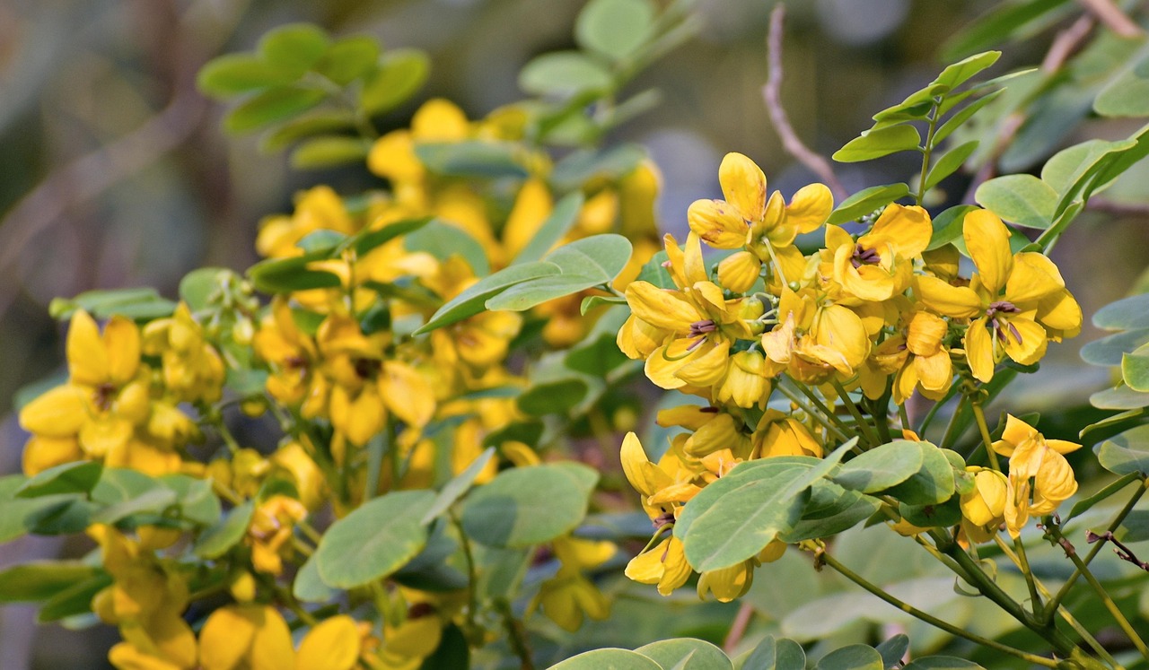 Amaltas Yellow Flowers Golden Rain - Free photo on Pixabay - Pixabay