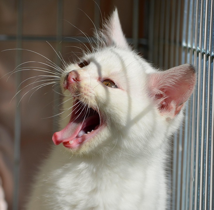 Cri Scream Chaton - Photo gratuite sur Pixabay