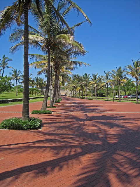 Boulevard Palm Trees Paving - Free photo on Pixabay