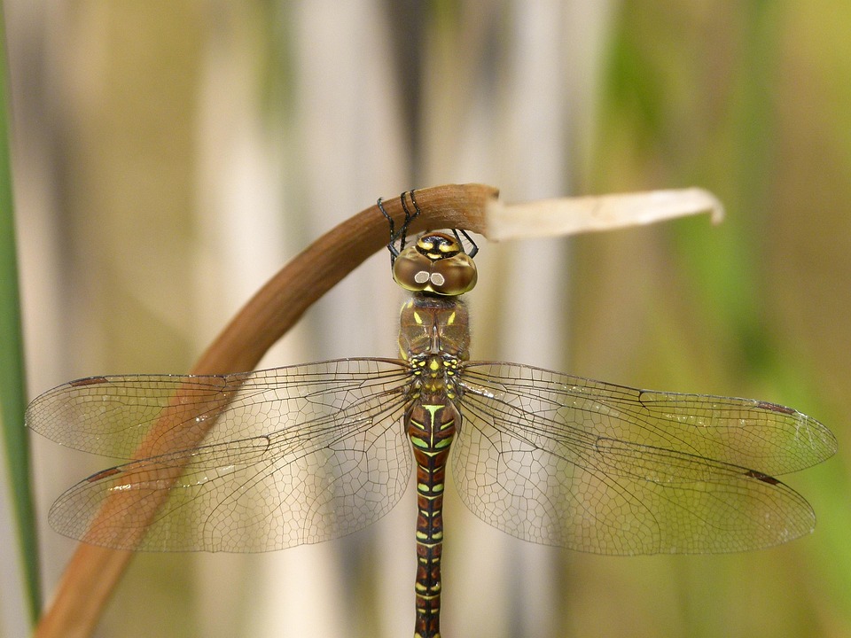 Dragonfly Tiger Aeshna - Free photo on Pixabay - Pixabay