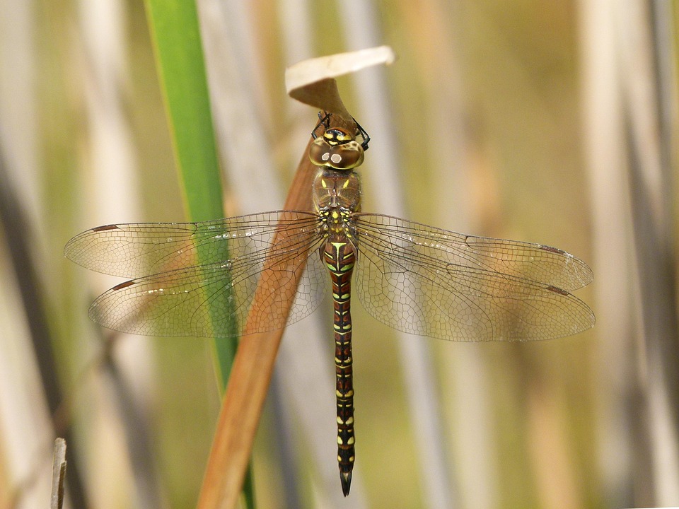 Dragonfly Tijger Aeshna - Gratis foto op Pixabay - Pixabay