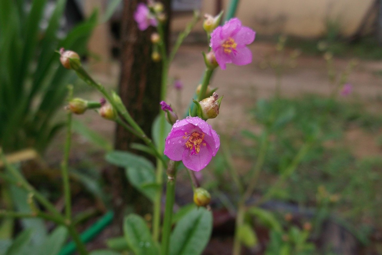 Flower Flowers Macro - Free photo on Pixabay