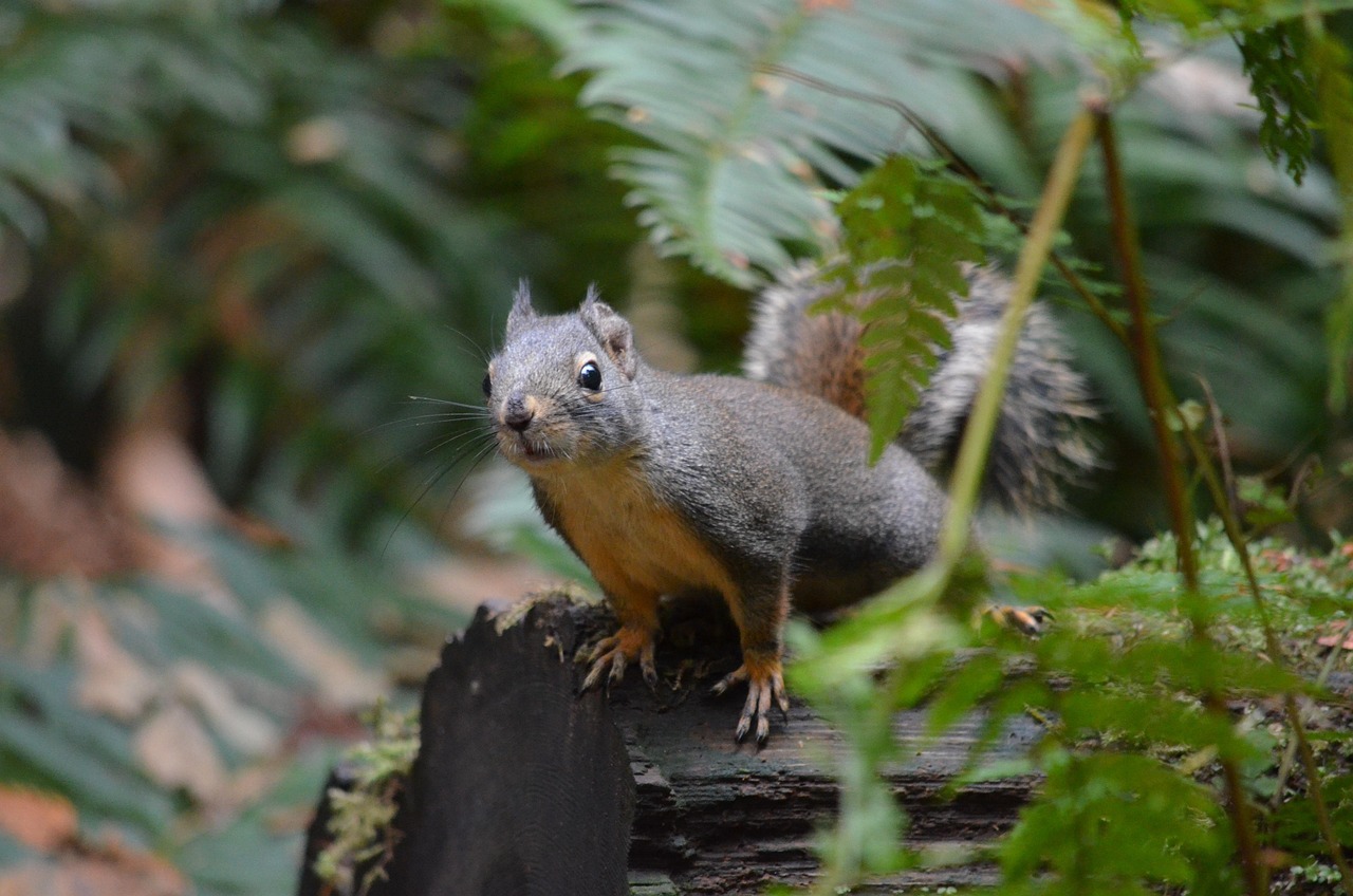 Squirrel British Columbia Canada - Free photo on Pixabay - Pixabay