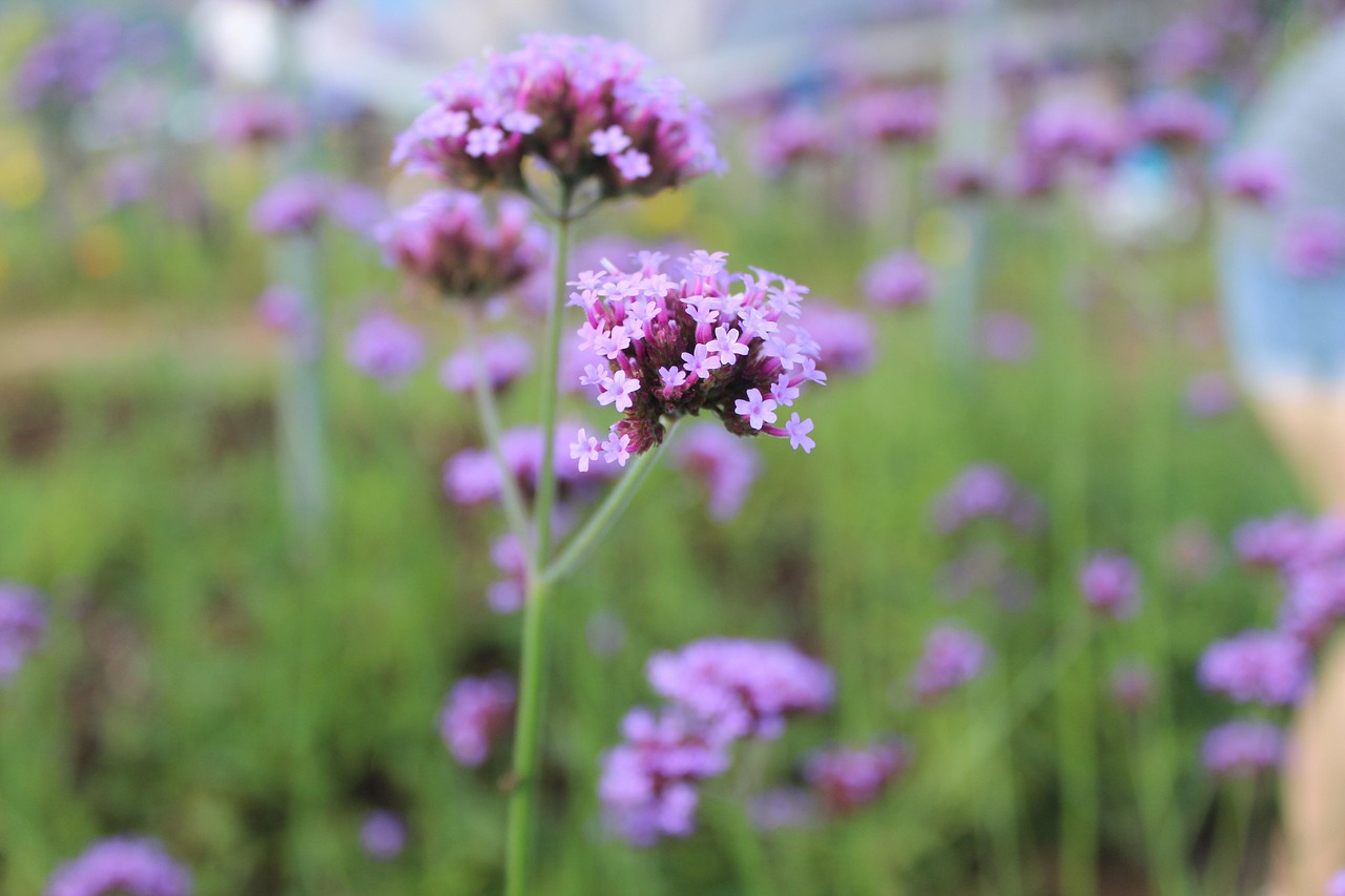 Lilane Blumen Blume Natur - Kostenloses Foto auf Pixabay - Pixabay