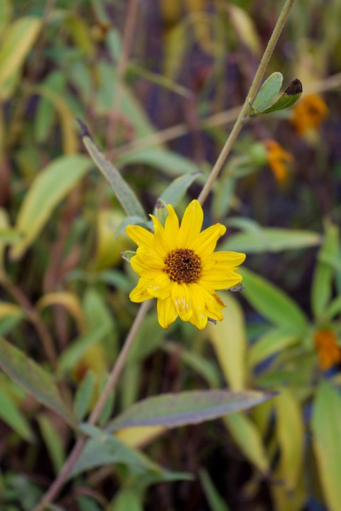 Yellow Flower Flowers - Free photo on Pixabay