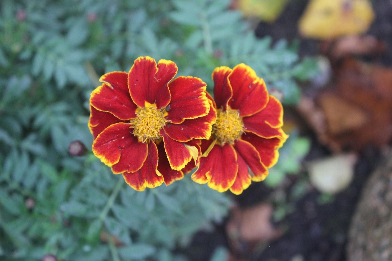 Flor Rojo Naturaleza - Foto gratis en Pixabay - Pixabay