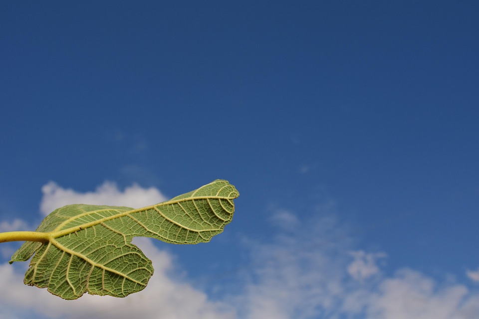 Fig Leaf Close Up - Free photo on Pixabay