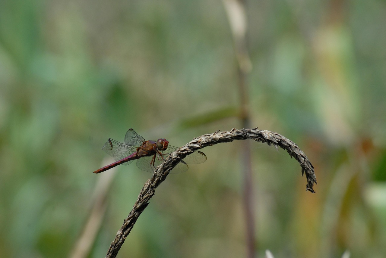 Dragonfly Ear Of Corn Flying Tlapa - Free photo on Pixabay - Pixabay