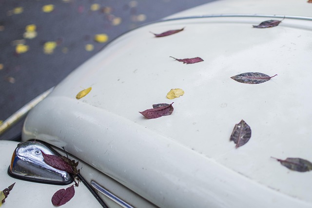 Leaves Car Leaf - Free photo on Pixabay - Pixabay