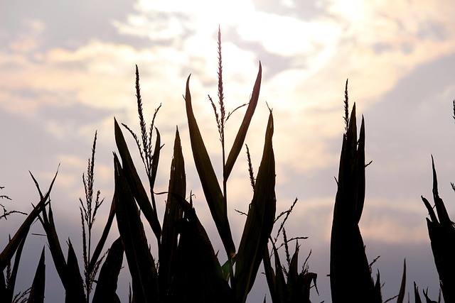 Corn Evening Atmosphere Dusk - Free photo on Pixabay - Pixabay