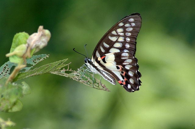 Cai Long Yu Taiwan Green-Spotted - Free photo on Pixabay - Pixabay
