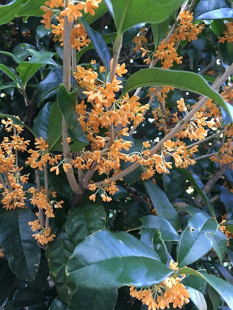 Osmanthus Autumn Flowers Full - Free photo on Pixabay