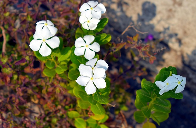 White Periwinkle Flowers - Free photo on Pixabay - Pixabay