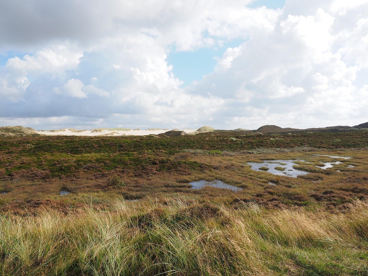 Heather Sand Dunes Moorland Heath - Free photo on Pixabay - Pixabay