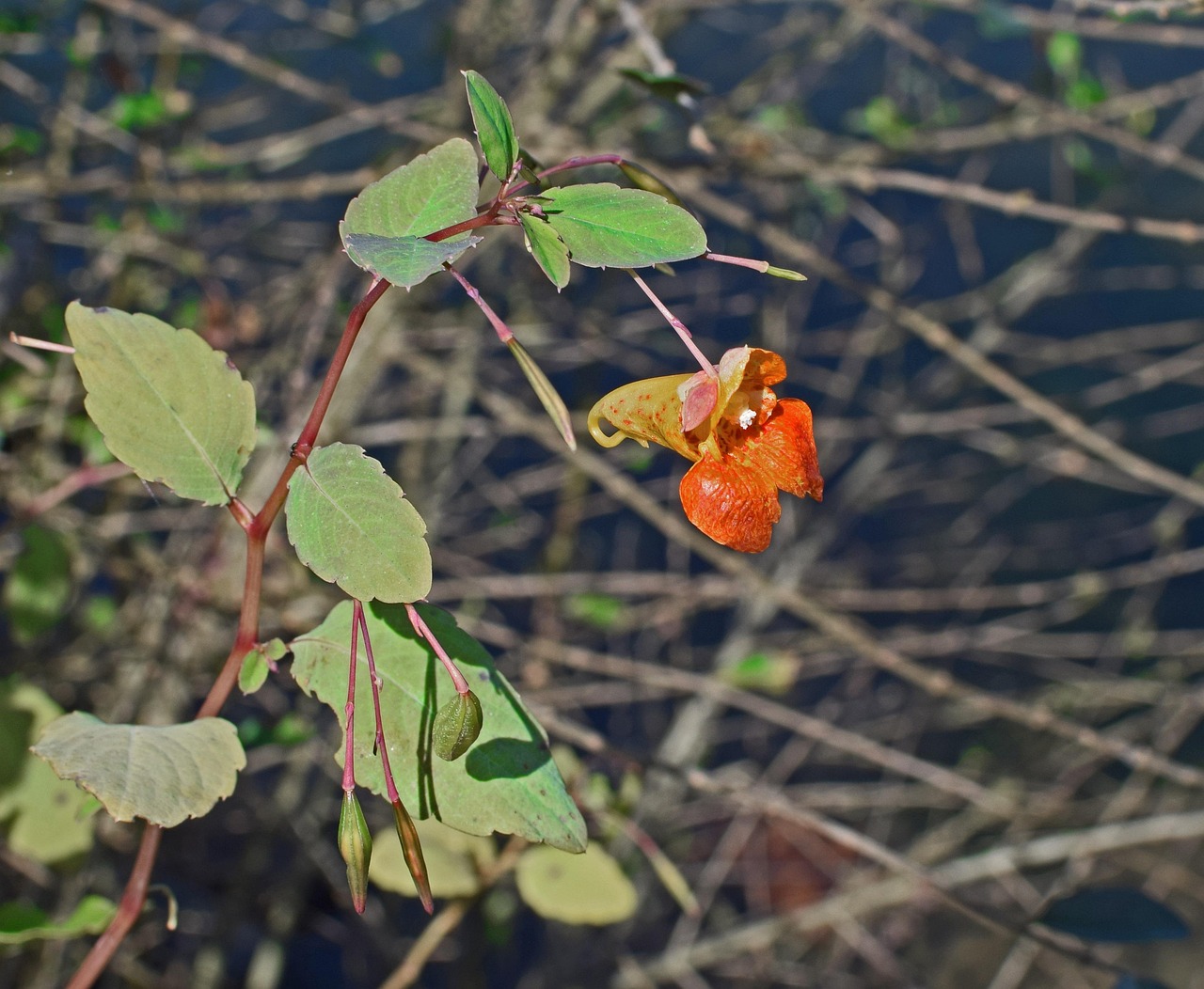 Orange Jewelweed Touch-Me-Not - Free photo on Pixabay - Pixabay
