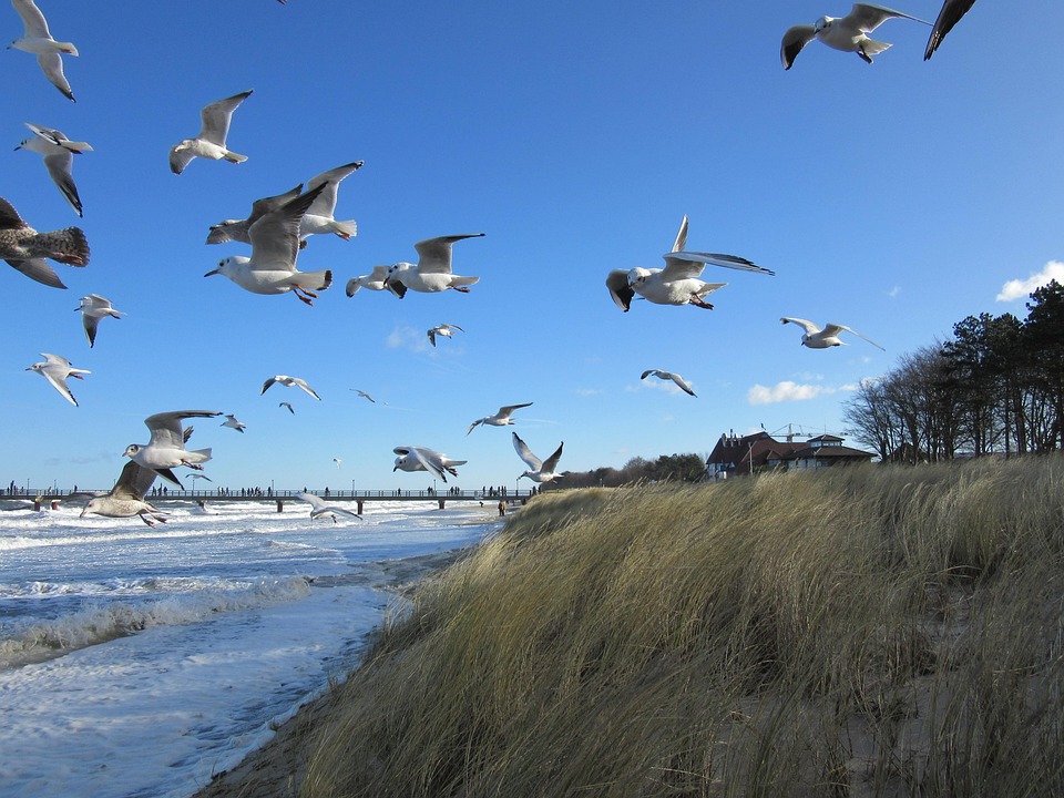 Baltic Sea Zingst - Free photo on Pixabay - Pixabay