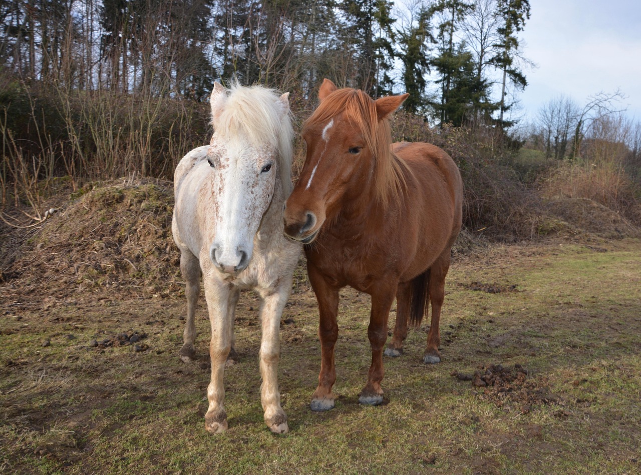 Chevaux Liberté Nature - Photo gratuite sur Pixabay - Pixabay