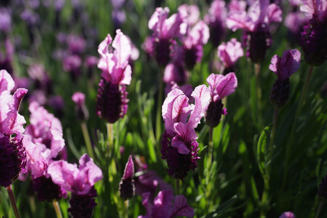 Lavender Garden Field Purple - Free photo on Pixabay - Pixabay
