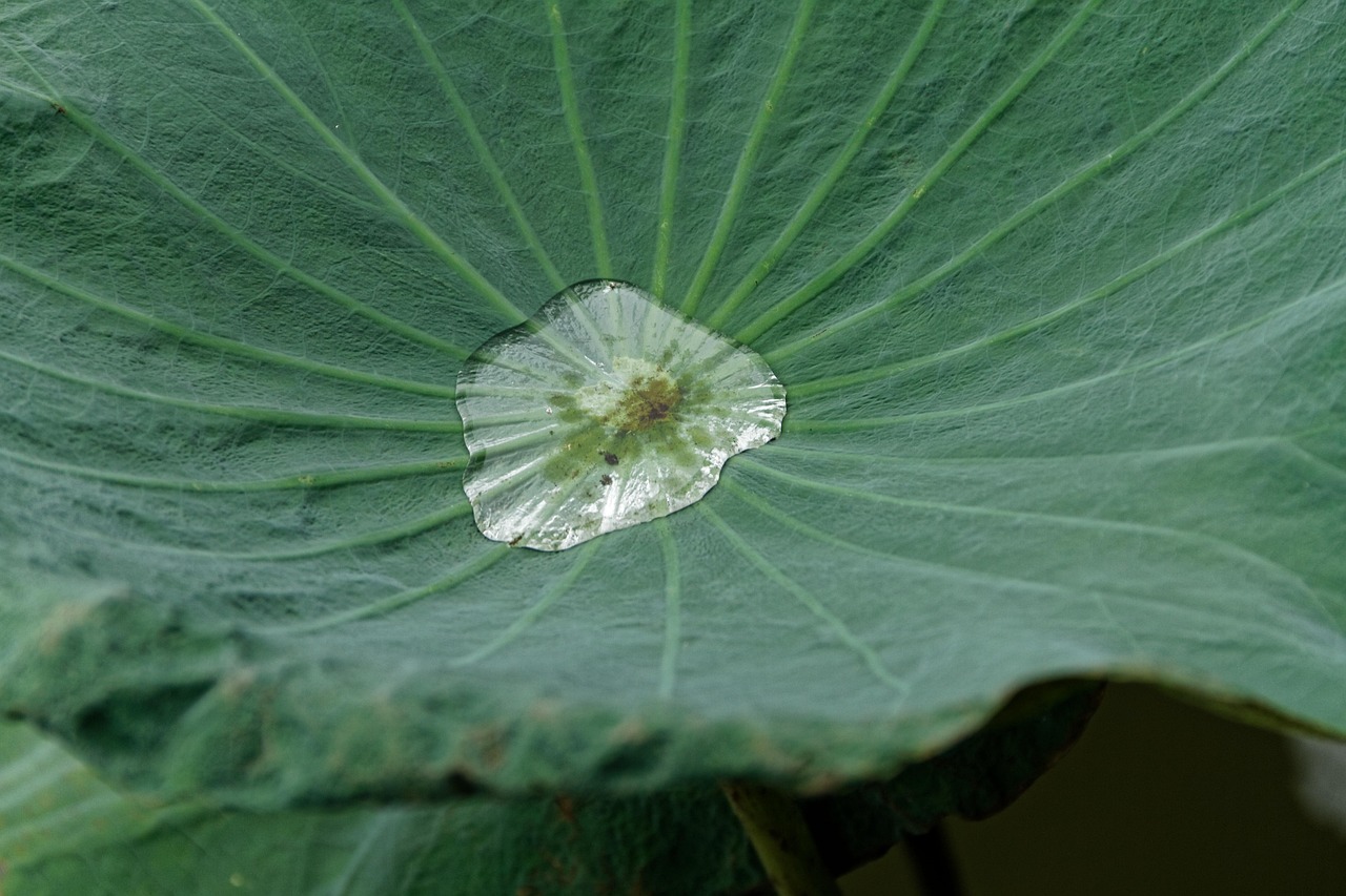 Feuille De Lotus L'Eau Vert - Photo gratuite sur Pixabay - Pixabay