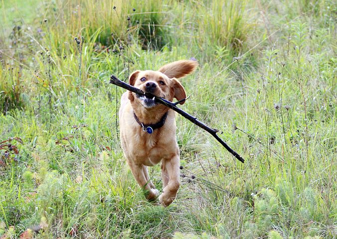 100+ Free Baton & Police Images