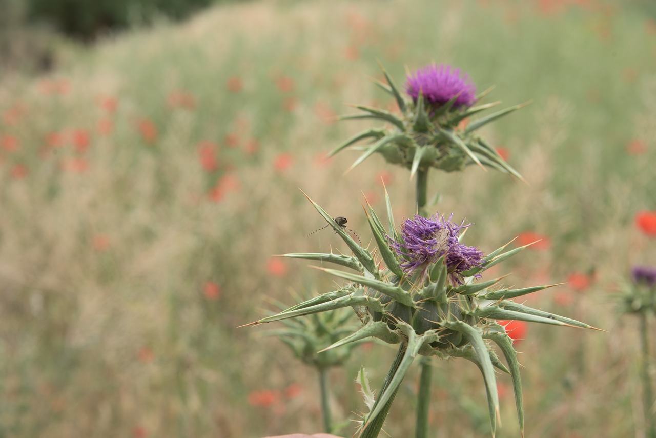 Fleur Sauvage Purple Campagne - Photo gratuite sur Pixabay - Pixabay