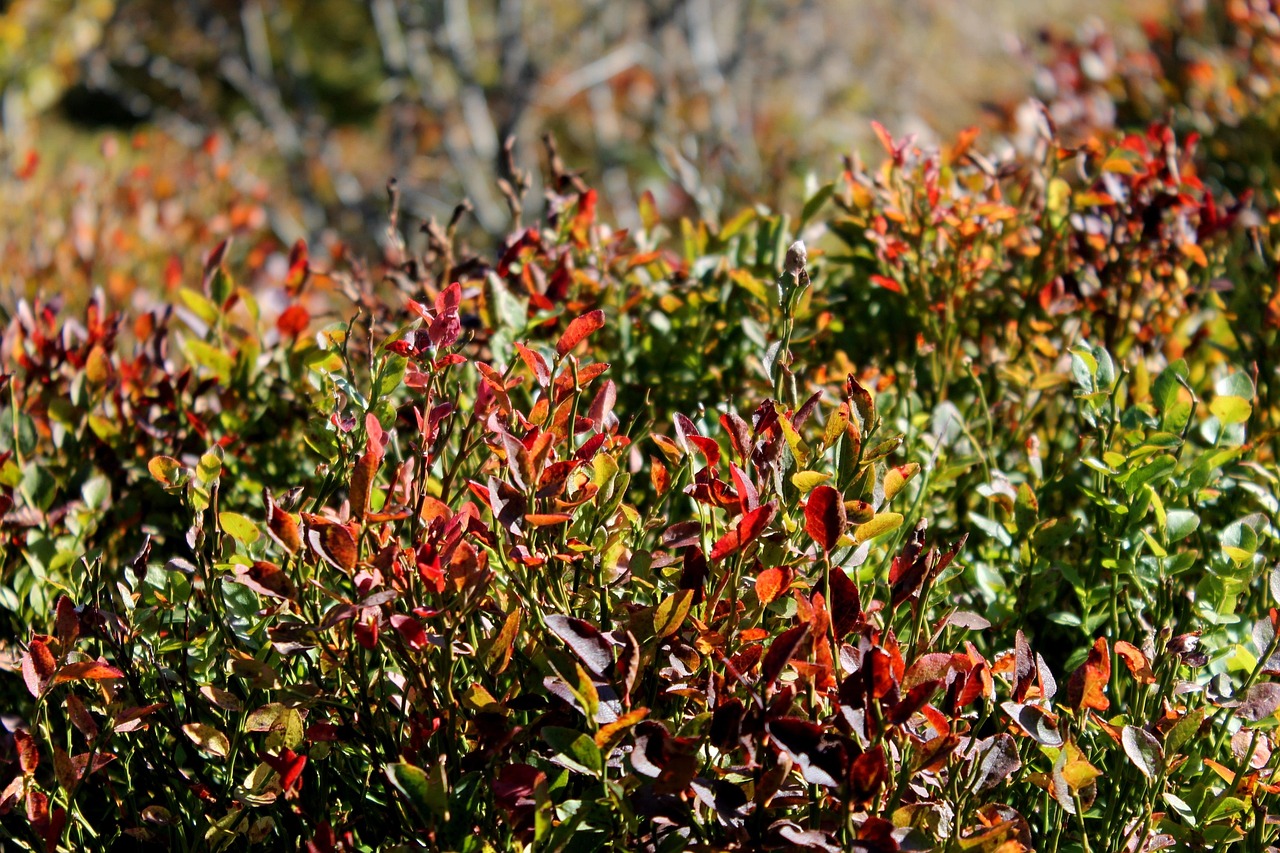 100+ Free Bilberry & Nature Images - Pixabay