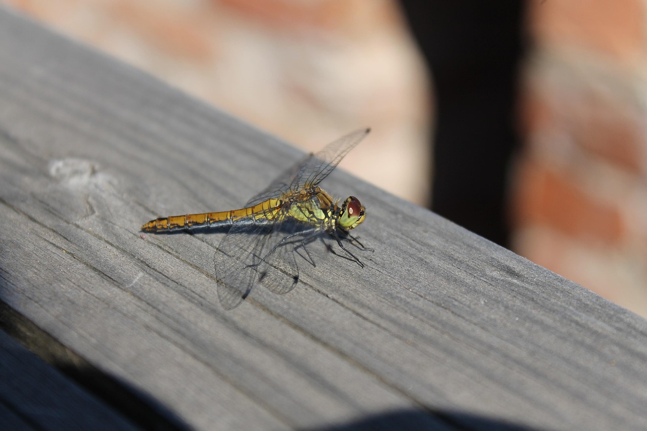 Libelle Insekt Die Natur - Kostenloses Foto auf Pixabay - Pixabay