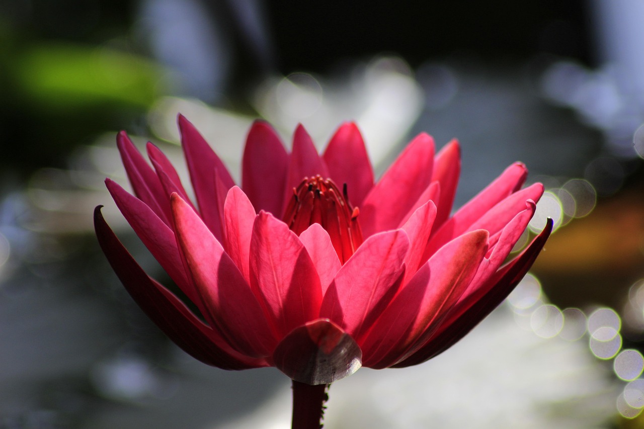 300,000+ Free Shui Wallpaper & Feng Shui Images - Pixabay