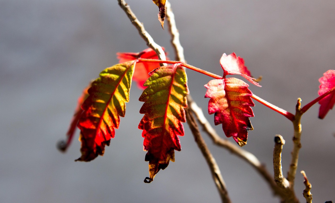 Fleur Feuilles Plante En Pot - Photo gratuite sur Pixabay - Pixabay