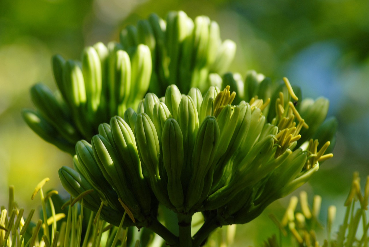 2+ Free Cacayas & Field Images - Pixabay