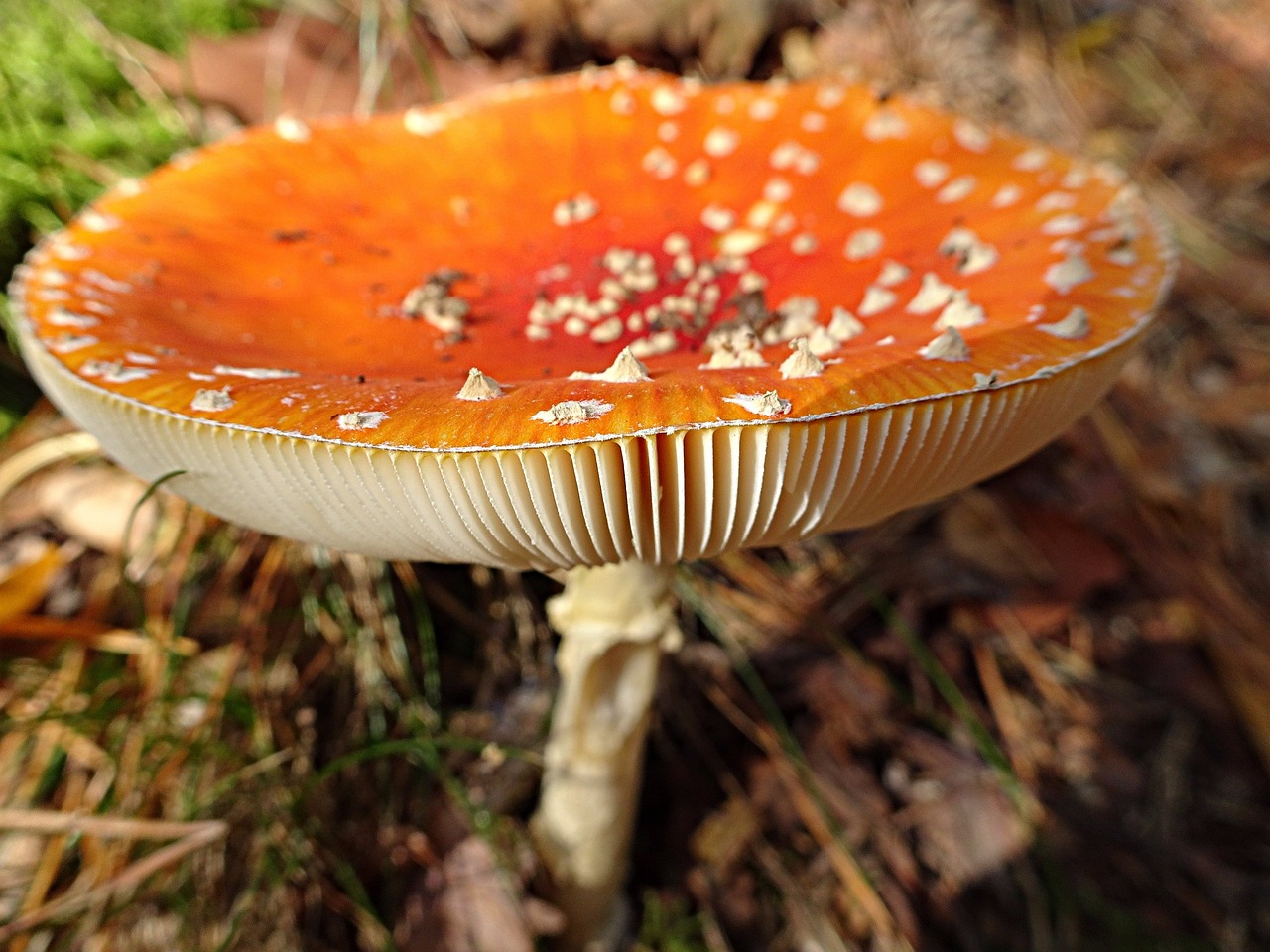 70+ Free Everything & Nature Images - Pixabay
