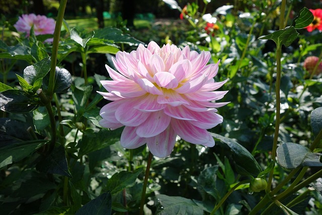 Dahlia Bunga Alam - Foto gratis di Pixabay - Pixabay