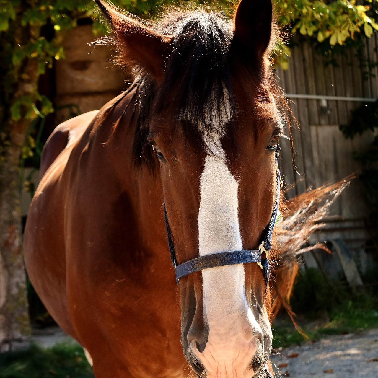 Cavalo Do Condado Grande - Foto gratuita no Pixabay - Pixabay