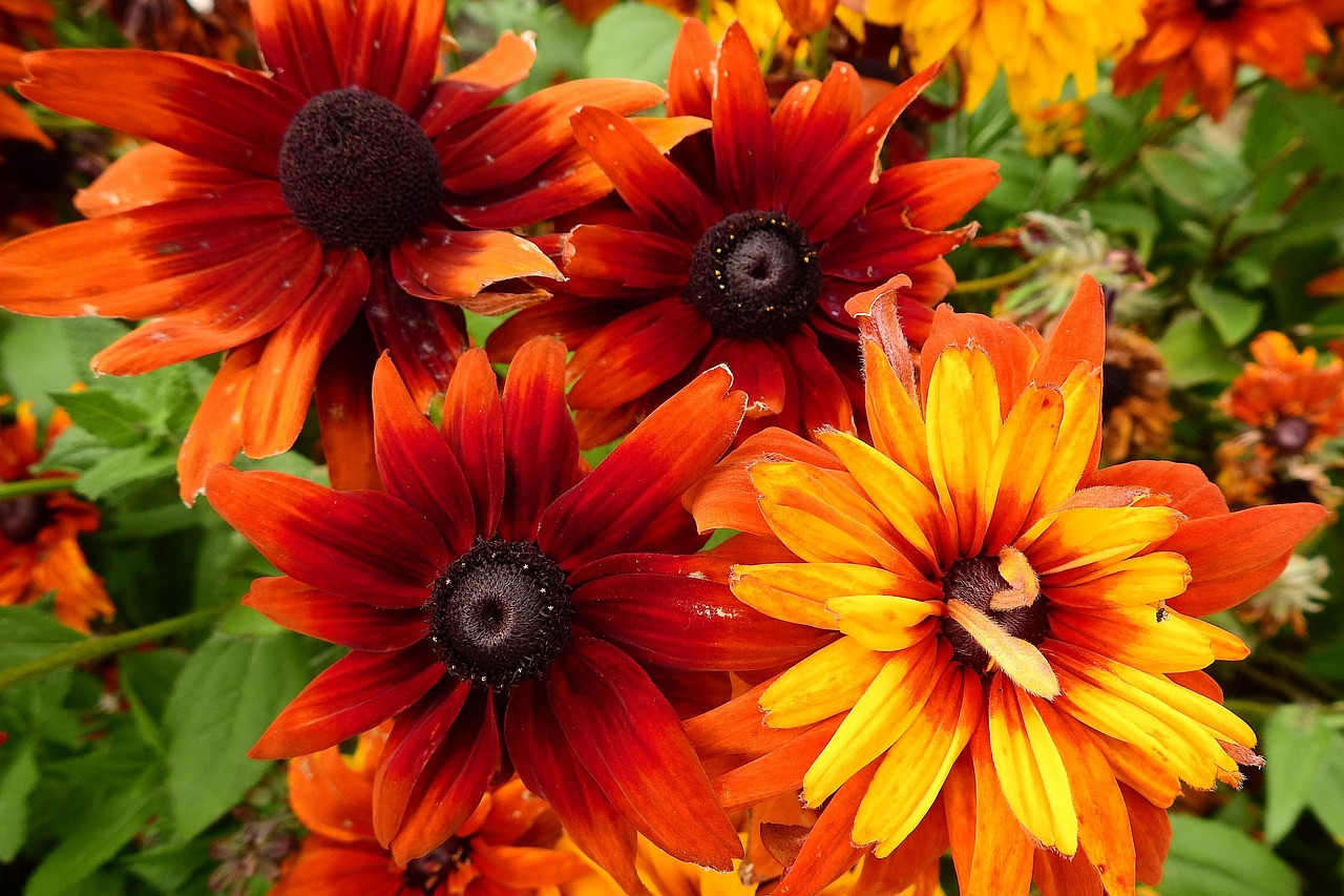 Flores Coloridas Beleza Natureza - Foto gratuita no Pixabay - Pixabay