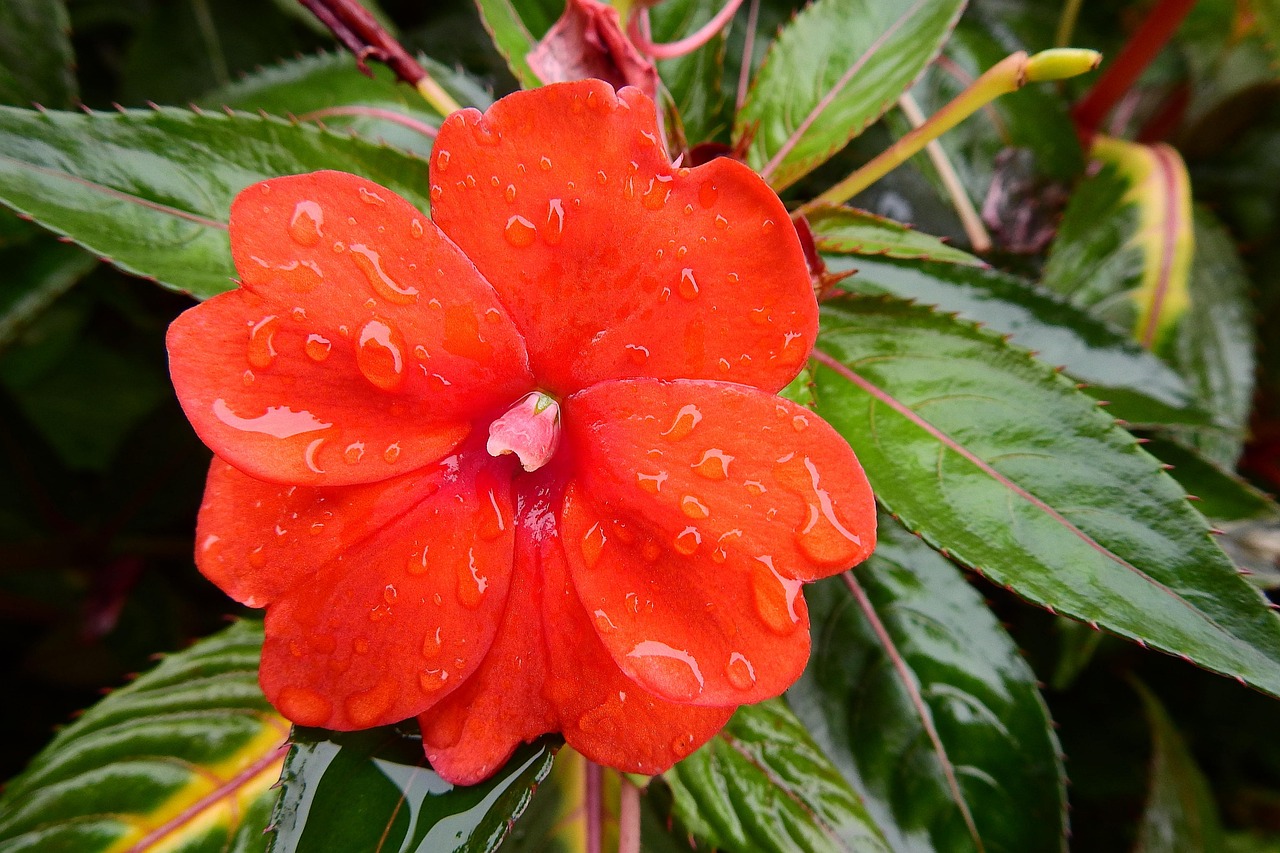Red Flower Nature After The - Free photo on Pixabay