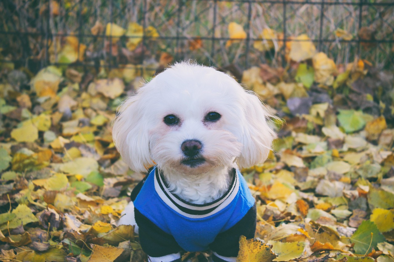 Maltese Dog The - Free photo on Pixabay - Pixabay